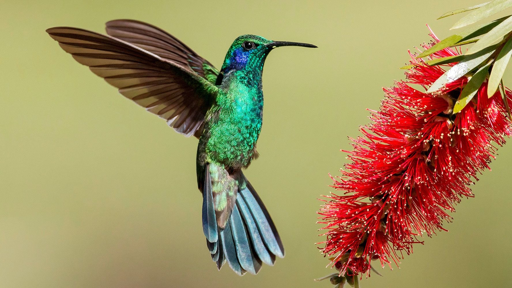 Simbolo Do Colibri Asteca