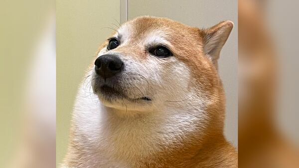 ¿Por qué se llama Cheems? La historia detrás del nombre del perrito que ...