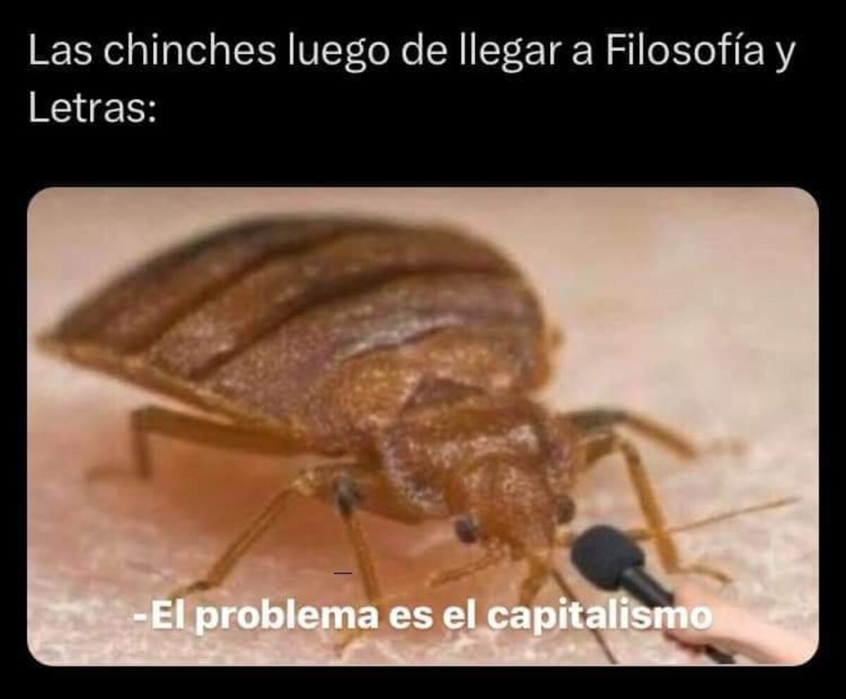 Chinches invaden Internet: Memes ‘chinchentido’ de la plaga en CDMX ...