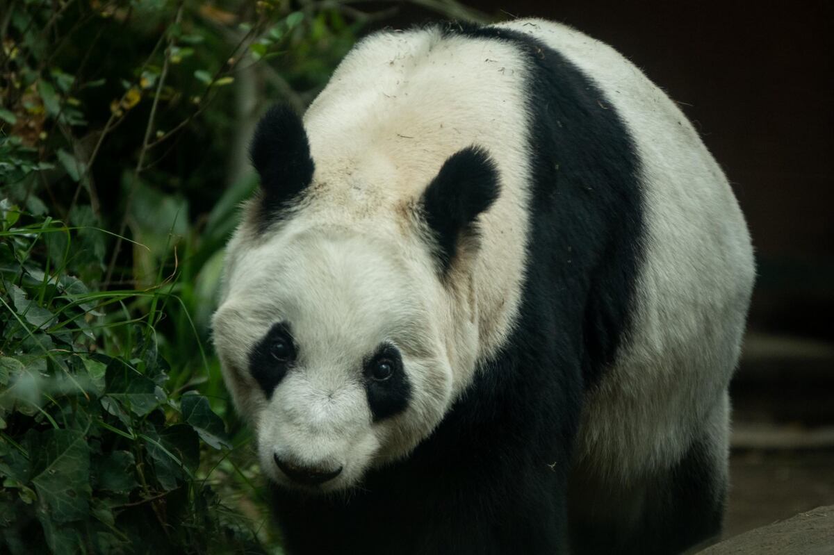 Conoce a Xin Xin, la panda mexicana que podría ser la última en toda ...
