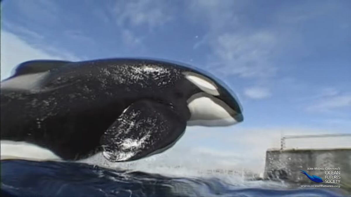 ¿Qué pasó con Keiko?: Historia de la única orca liberada después de vivir en cautiverio – El ...