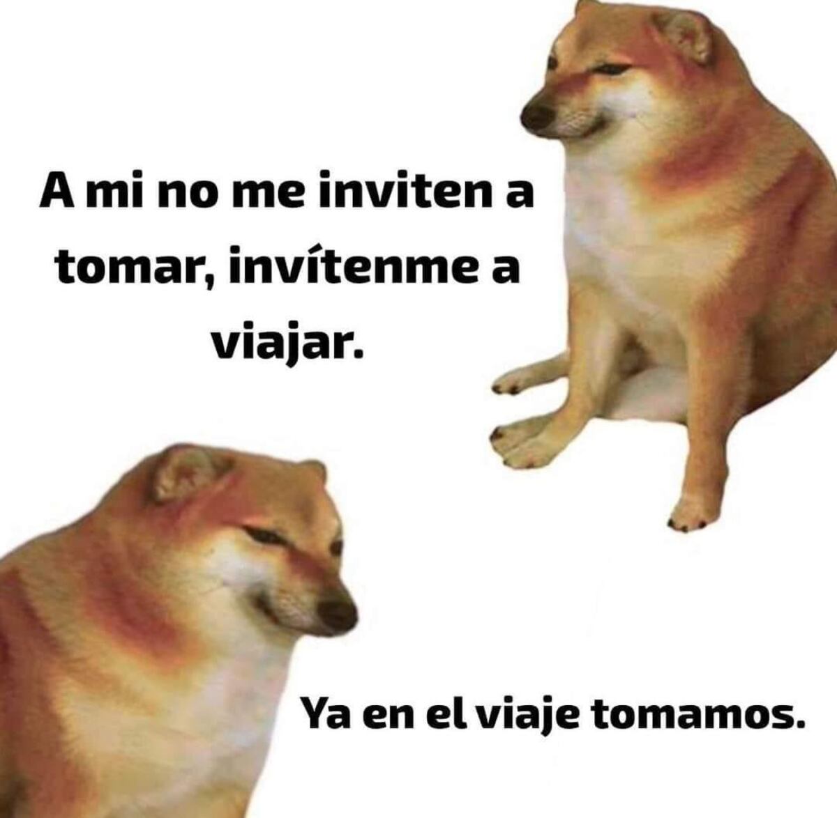 ¿Por qué se llama Cheems? La historia detrás del nombre del perrito que ...